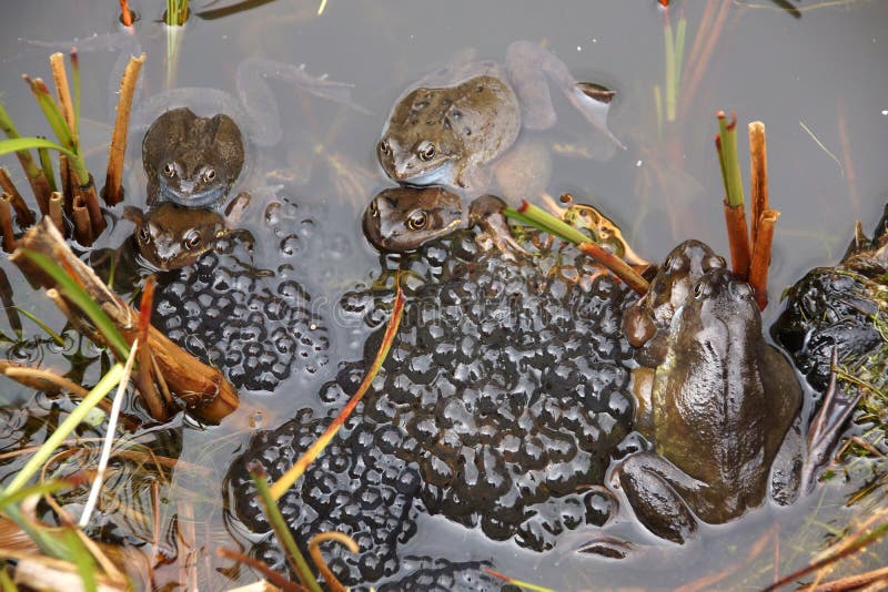 Ranas Que Frezan En Una Charca Imagen de archivo - Imagen de resorte ...