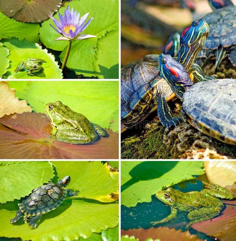 Ranas y tortugas imagen de archivo. Imagen de planta - 61389879