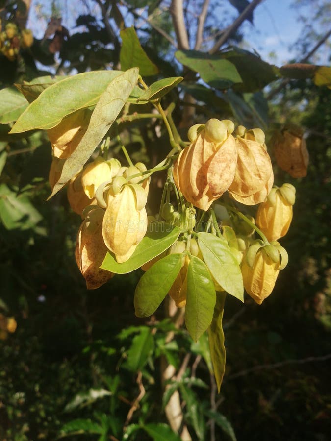 Ranawara Stock Photos - Free & Royalty-Free Stock Photos from Dreamstime