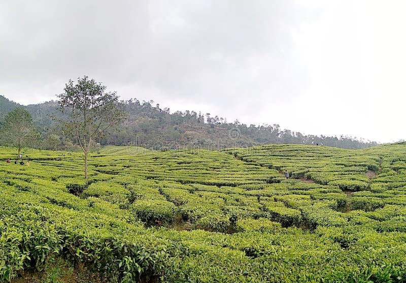 Rancabali Tea Plantation Near Bandung in West Java, Indonesia Stock ...