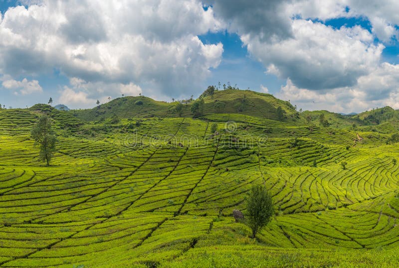 Rancabali Tea Plantation Near Bandung in West Java, Indonesia Stock ...