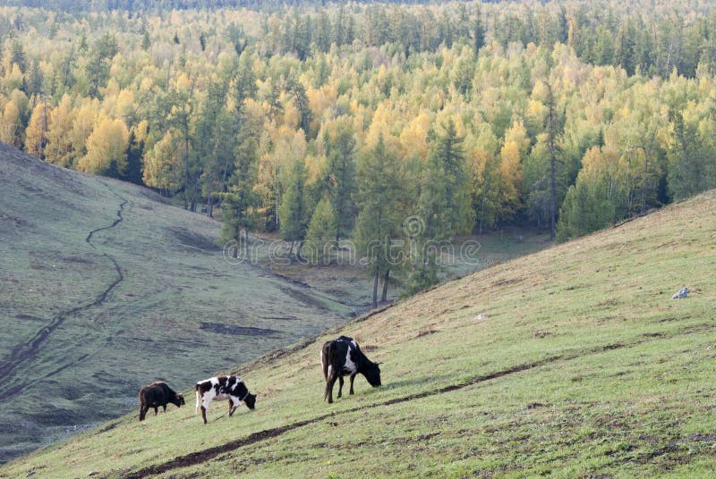 Ranch stock photo. Image of frontier, village, tuvinians - 28313194