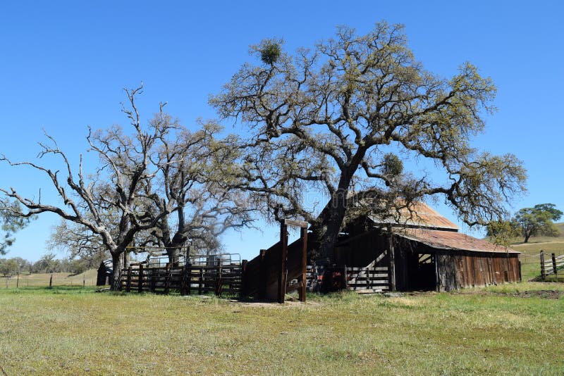 Ranch Barn among Old Trees stock photo. Image of storage - 245169286