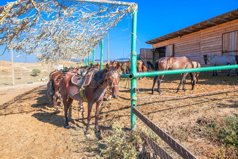 Ranch with Beautiful Horses Stock Image - Image of racehorses, animals ...