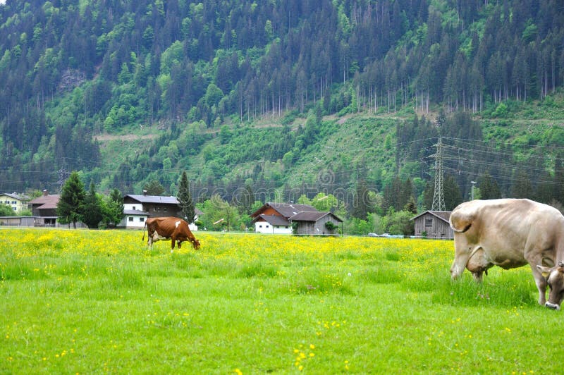 Ranch with Cows and Trees in Background Stock Image - Image of valley ...