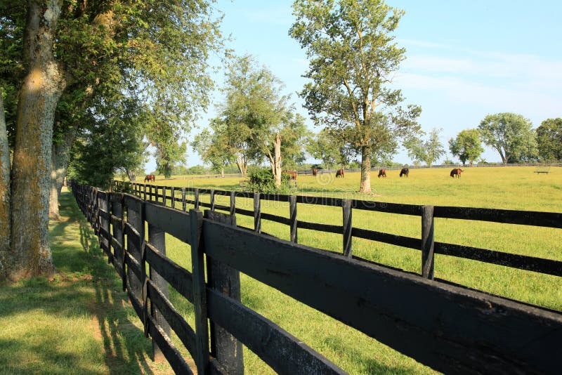 Ranch Del Cavallo Del Kentucky Fotografia Stock - Immagine di razze ...