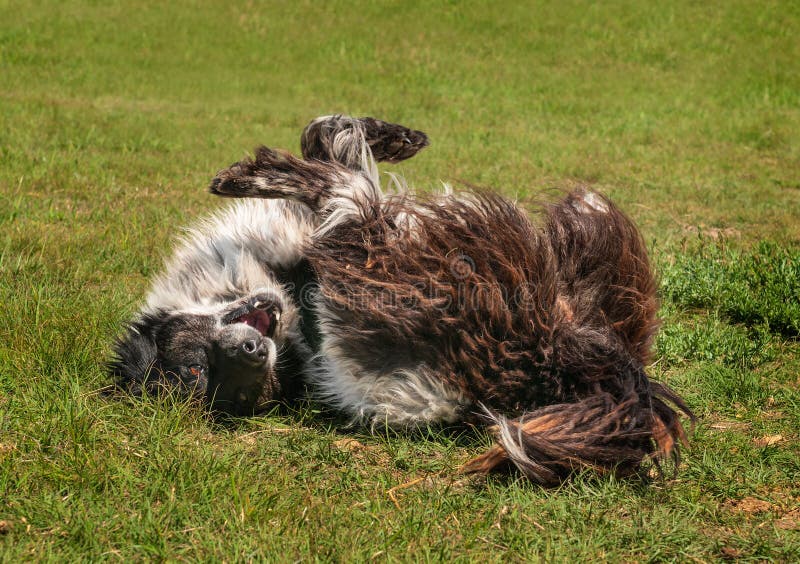 Ranch Dog (Border Collie) Rolls in the Grass Stock Image - Image of ...