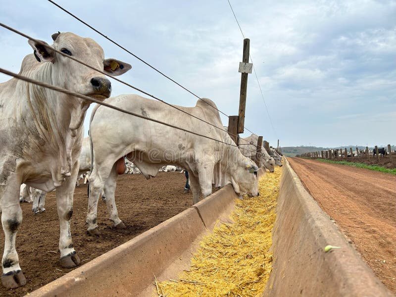 Feedlot Intensive Production System Beef Cattle Stock Photo - Image of ...