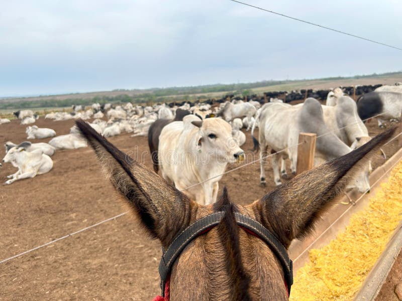 Feedlot Intensive Production System Beef Cattle Stock Photo - Image of ...
