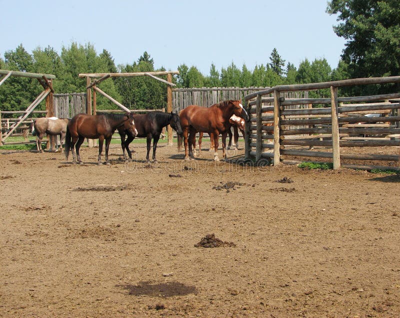 Ranch Horses stock image. Image of equine, animal, agriculture - 9643323