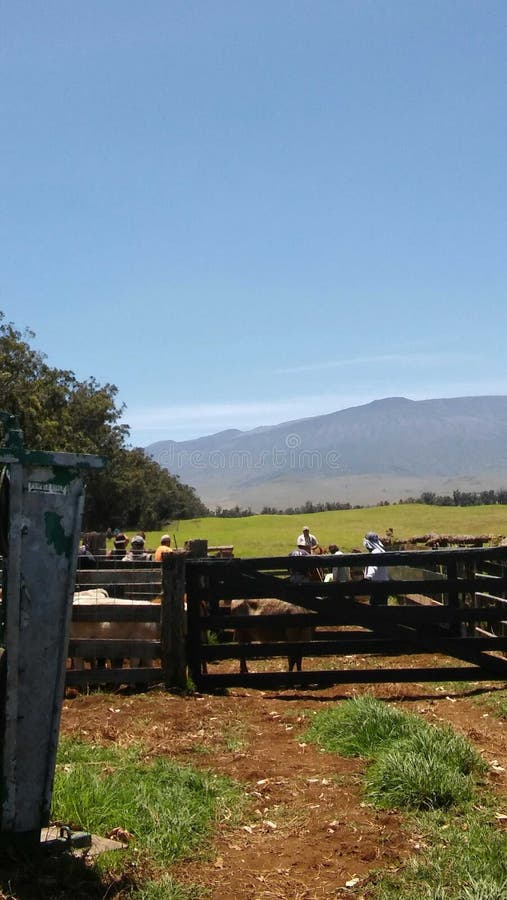 Ranch life stock image. Image of island, ranch, life - 97978495