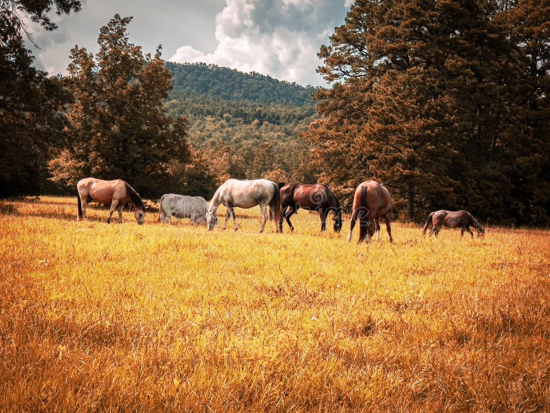 Horses stock photo. Image of summer, ranch, country - 392273624