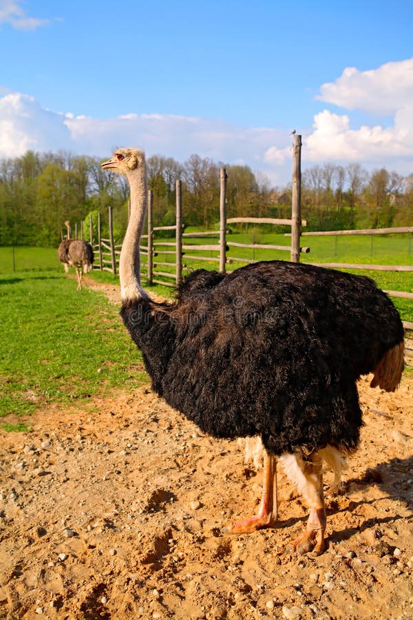Ranch and Ostrich stock photo. Image of ostrich, forest - 8790434