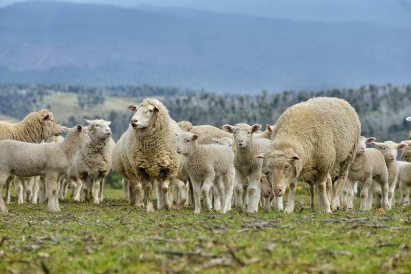 Ranch stock photo. Image of iceland, animal, park, farming - 101938352
