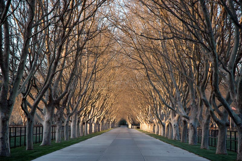 Ranch Road stock photo. Image of homecoming, ranch, tree - 4670398