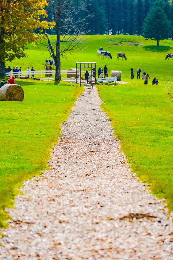 Ranch stroll road editorial stock image. Image of farming - 311269389