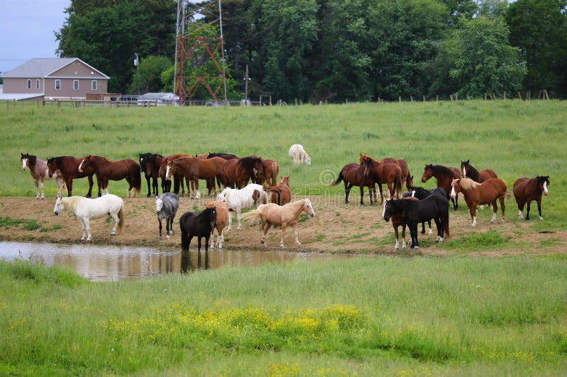 At the ranch water hole stock photo. Image of horses - 301031852
