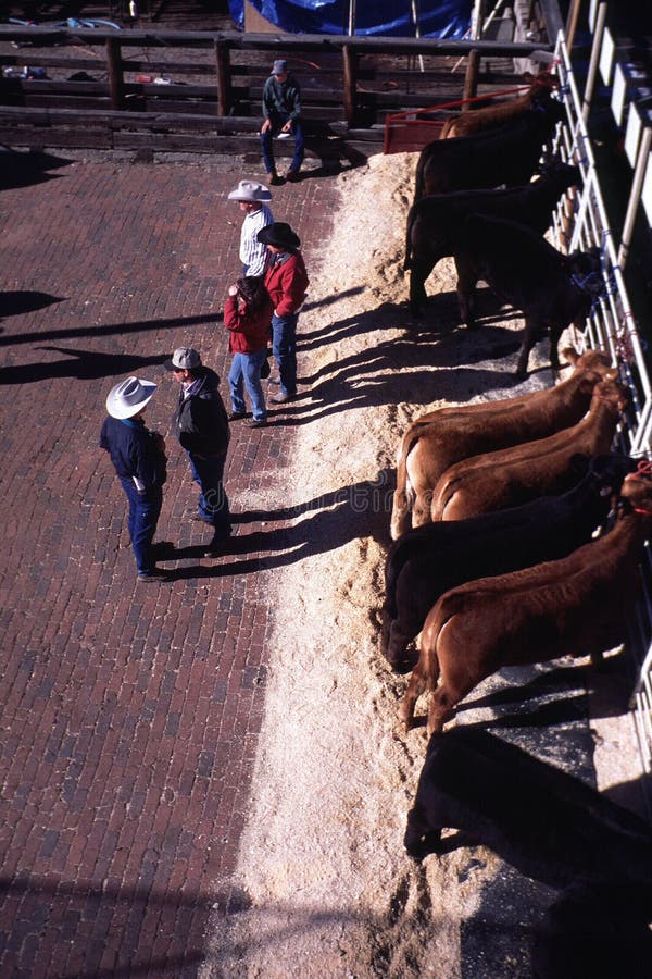 Ranchers with Cattle - Live Stock Show Stock Photo - Image of cattle ...