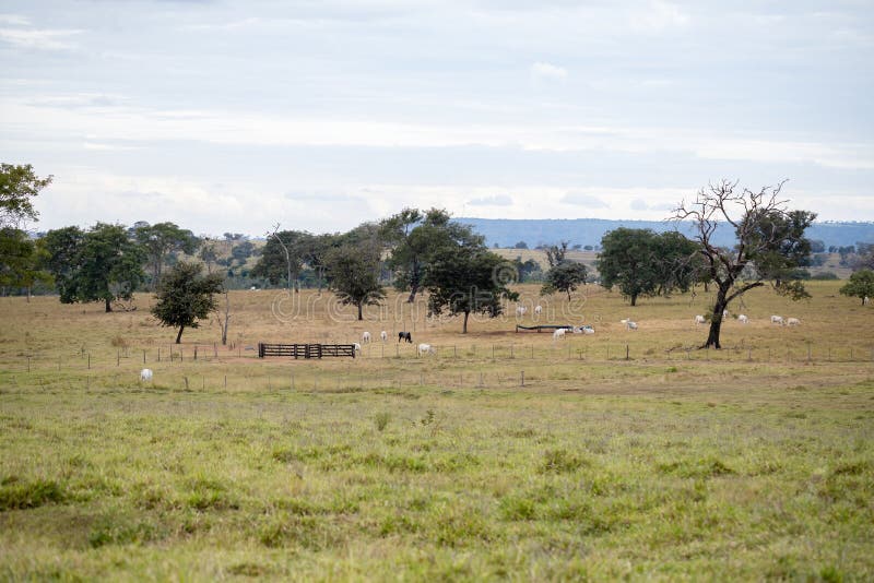Ranching pasture fields stock image. Image of agriculture - 218809863