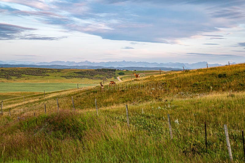 Country Scenes from Southern Alberta Stock Photo - Image of national ...