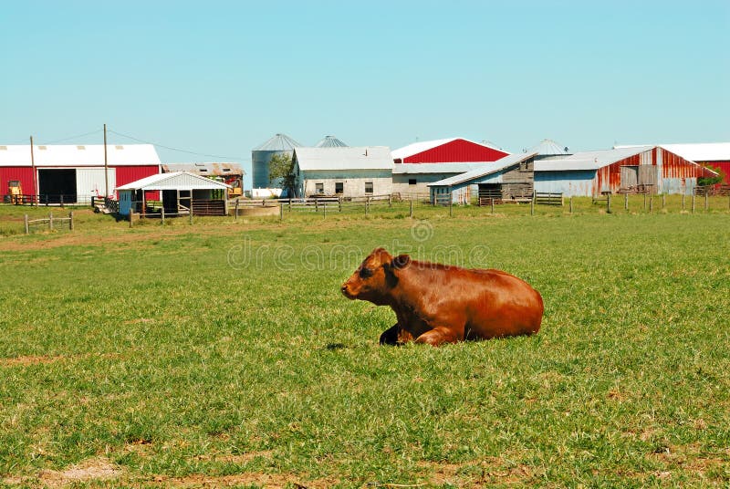 Rancho de ganado foto de archivo. Imagen de america, siéntese - 3867230