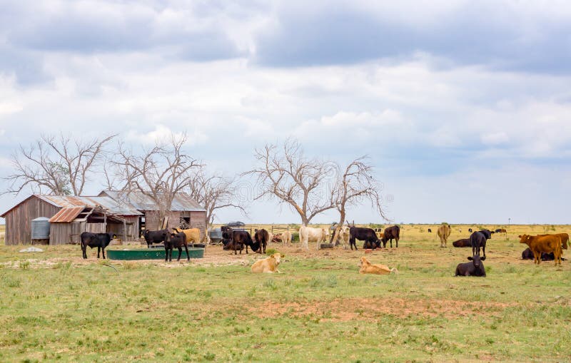 Rancho De Ganado, Texas Panhandle Cerca De Amarillo, Tejas, Estado ...