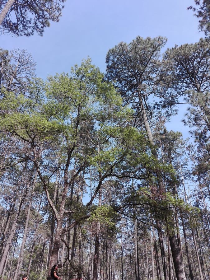 San Cristobal Ranch Stock Photos - Free & Royalty-Free Stock Photos ...