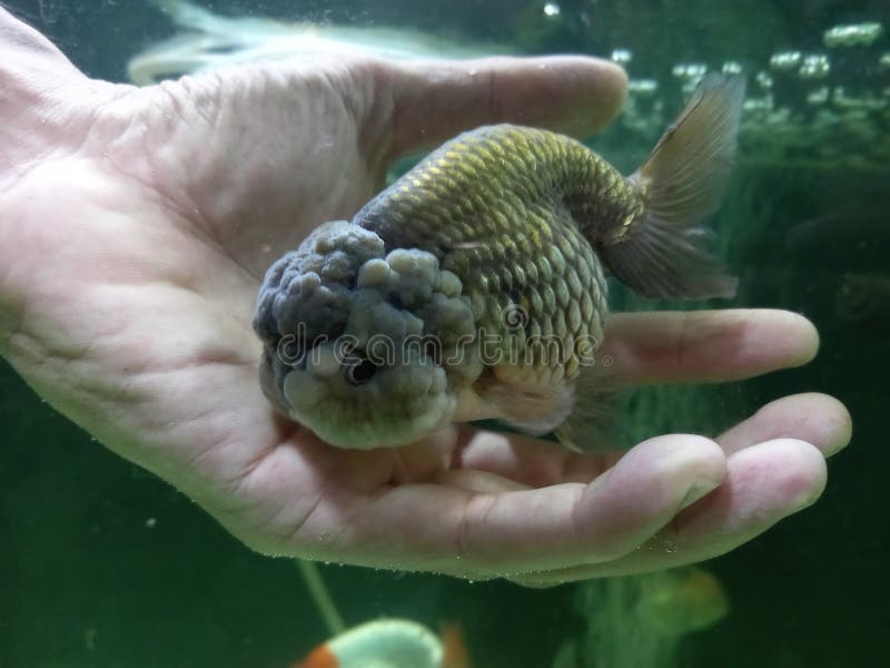 Ranchu Goldfish with a Crest on Its Head Which is Quite Large Stock ...