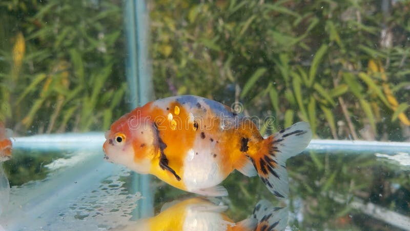 Ranchu Yellow Goldfish stock image. Image of goldfish - 19751293