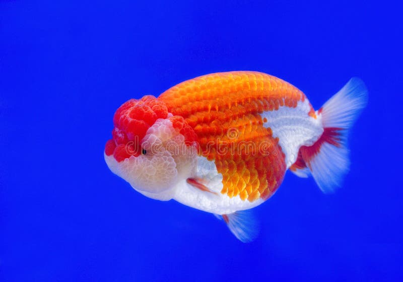 Ranchu Lion Head goldfish. stock image. Image of ranchu - 274043303