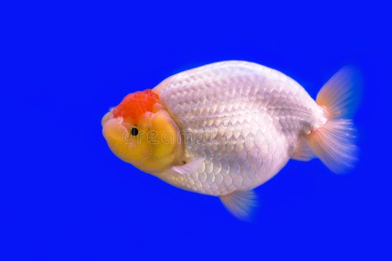 Ranchu or Lion Head Goldfish. Stock Photo - Image of white, aquatic ...