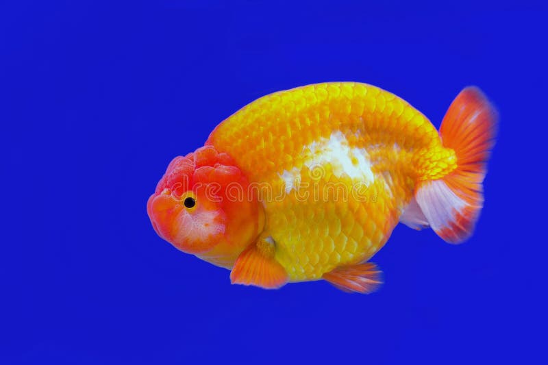 Lionhead Goldfish Vs Ranchu