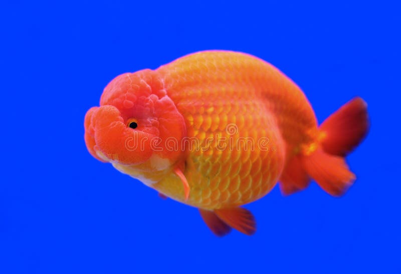 Ranchu Ou Poisson Rouge Principal De Lion Image stock - Image du ...