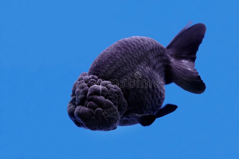 Ranchu Ou Poisson Rouge Principal De Lion Image stock - Image du ...