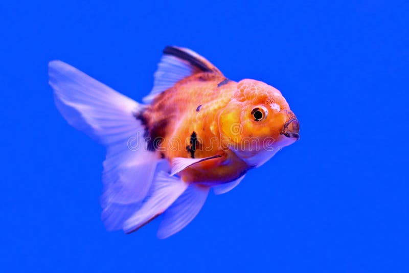 Ranchu Ou Poisson Rouge Principal De Lion Image stock - Image of ...