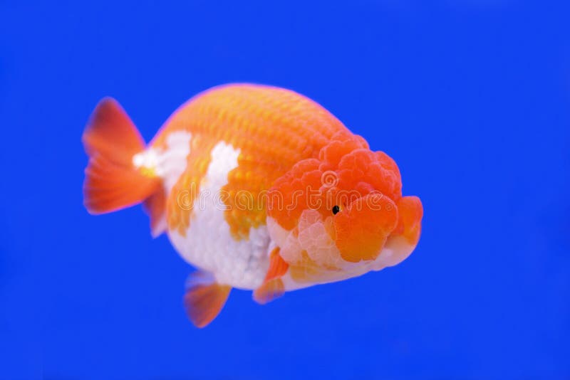 Ranchu Ou Poisson Rouge Principal De Lion Photo stock - Image du durée ...