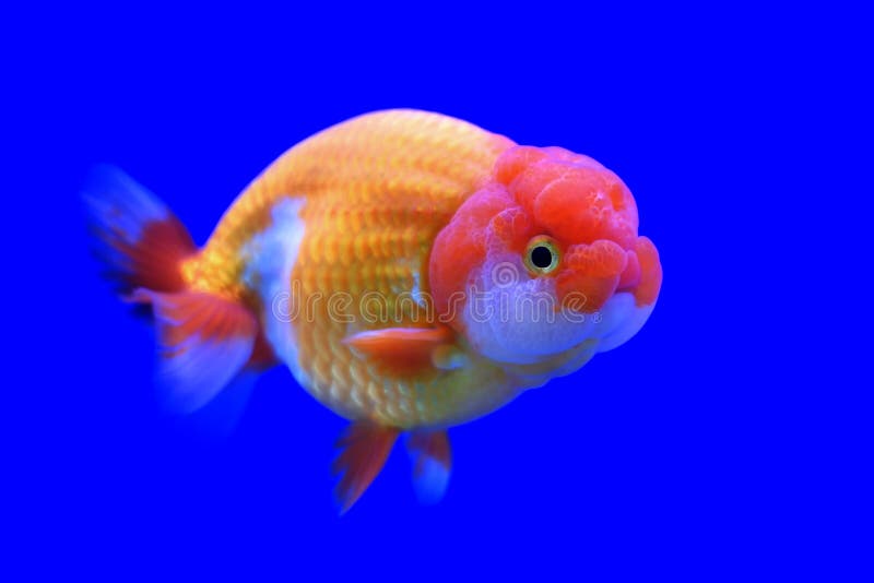 Poisson Rouge De Ranchu Lion Head Photo stock - Image du lion, poisson ...