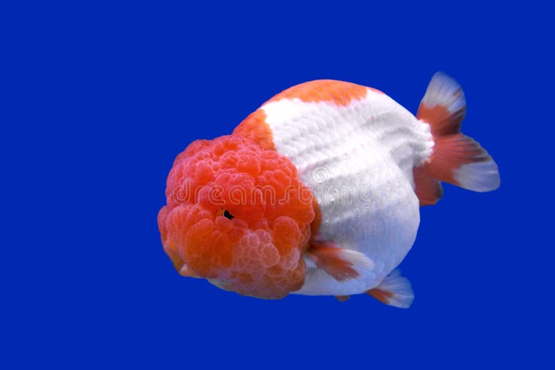 Ranchu Ou Poisson Rouge Principal De Lion Image stock - Image du ...