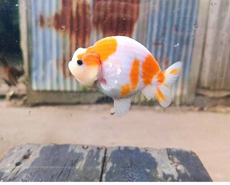 Ranchu Type Goldfish with Sakura Pattern Stock Photo - Image of animal ...