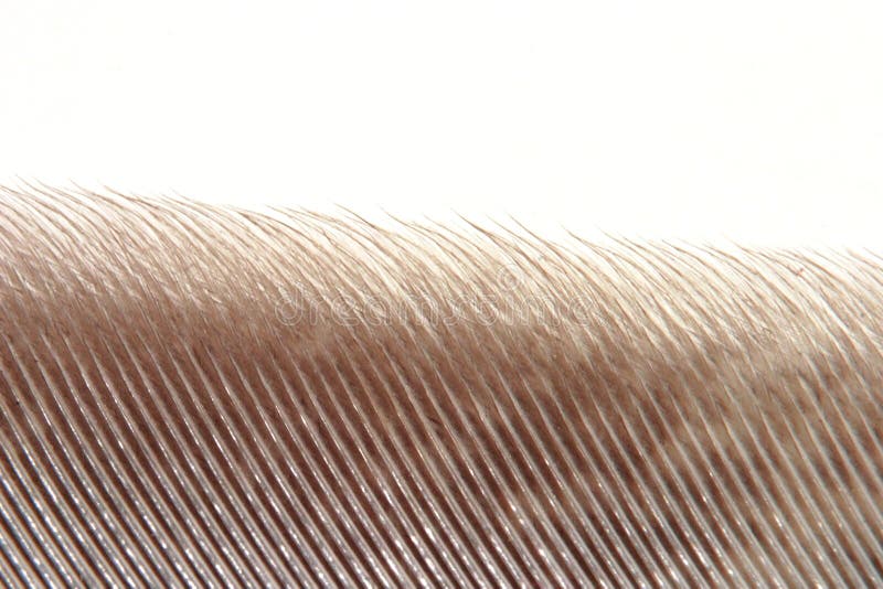 Rand einer Eulenfeder stockbild. Bild von leise, frontseite - 10219789