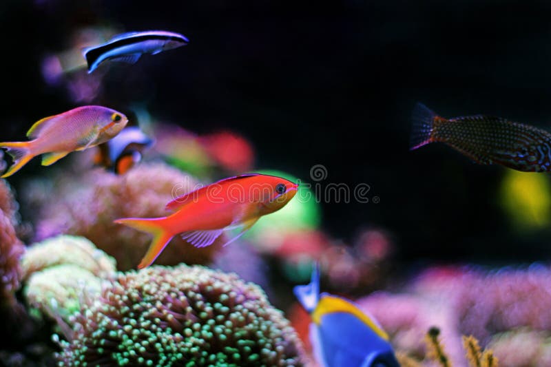 Randalis Anthias Pseudanthias Randalli Imagem de Stock - Imagem de ...