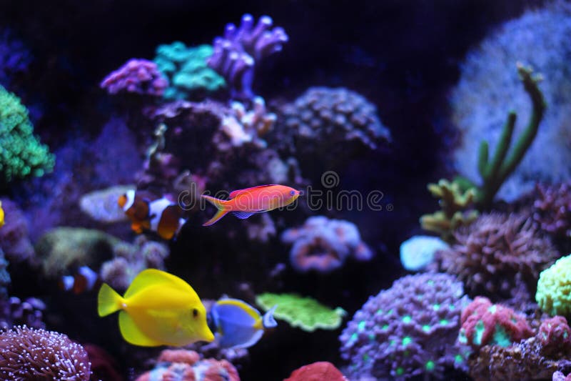 Randall S Anthias - (Pseudanthias Randalli) Stock Photo - Image of ...