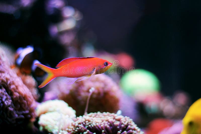 Randall S Anthias - (Pseudanthias Randalli) Stock Photo - Image of ...