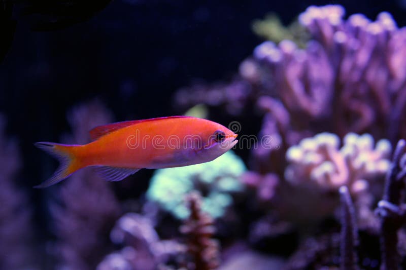 Randall S Anthias - (Pseudanthias Randalli) Stock Image - Image of ...