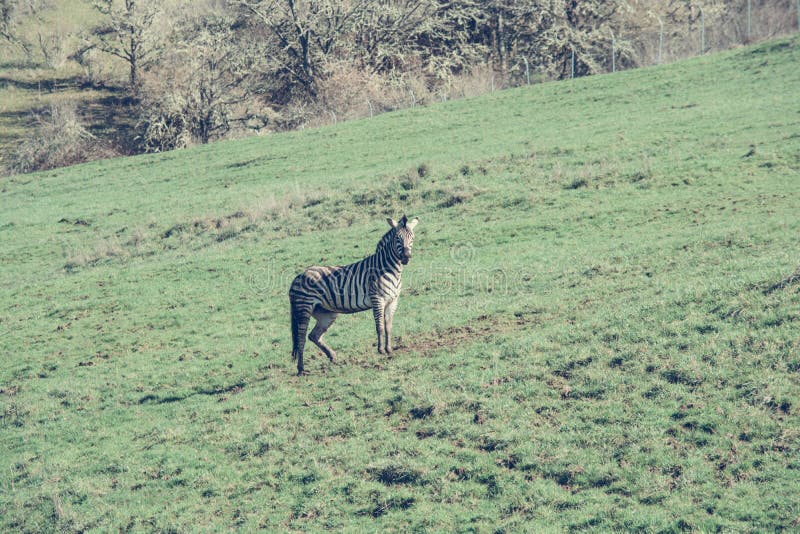 Randig h?st fotografering för bildbyråer. Bild av fritt - 100885431