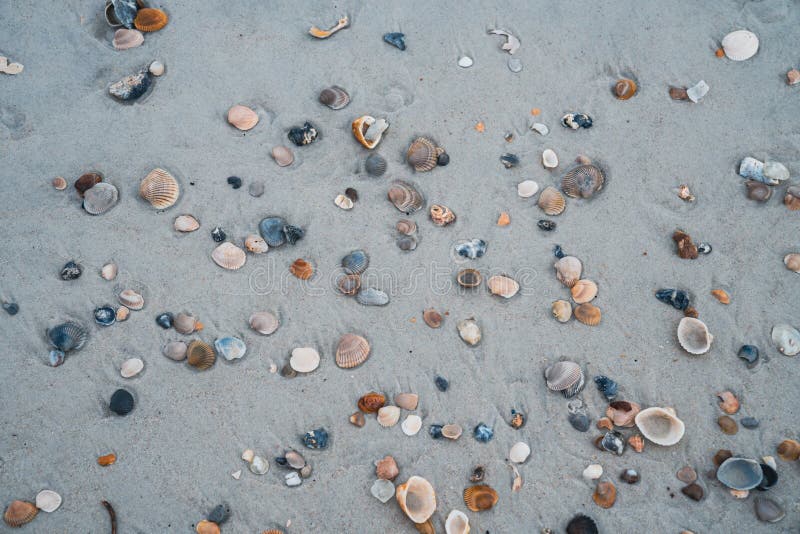 Random Assortment of Seashells in the Sand, on Vilano Beach Florida ...