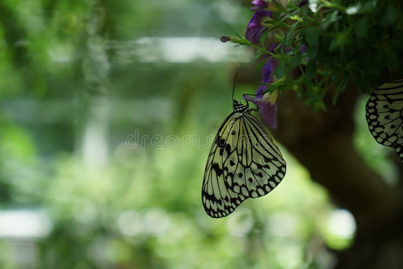 B W Butterfly Stock Photos - Free & Royalty-Free Stock Photos from ...