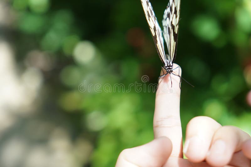 The butterfly stock photo. Image of butterfly, itami - 115591768