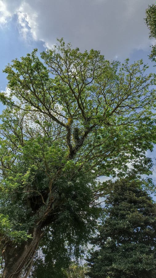 Random Big Tree with Abstract Branches Taken from Bottom at Day Stock ...