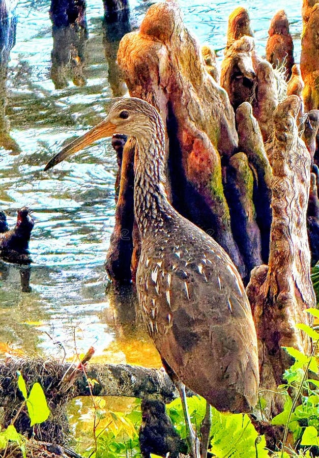 Random bird at the river stock photo. Image of plant - 384646310